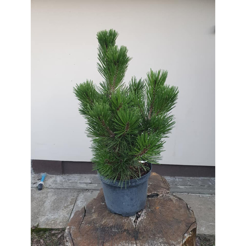 Pinus heldreichii 'Malinki'