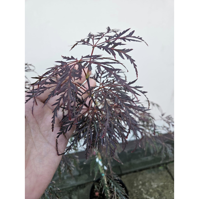 Klon palmowy Crimson Princess ,nasadzenia zamienne , drzewo do miasta ...